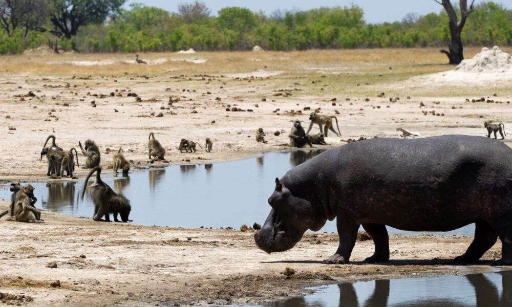 ZimParks-IFAW partnership breathes life into park - NewsHawks